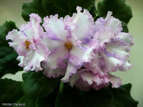 Фиалки на подоконнике | Winter Parasol (LLG).