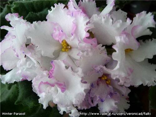 Фиалки на подоконнике | Winter Parasol (LLG).