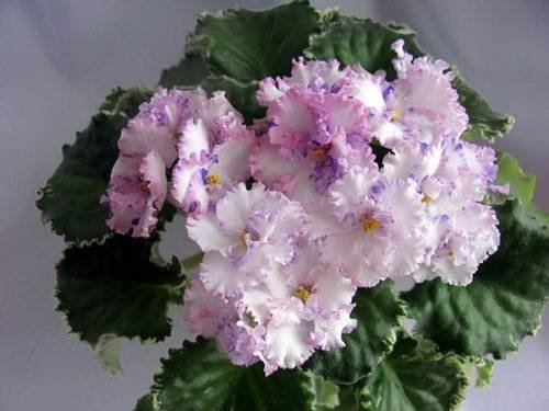 Фиалки на подоконнике | Winter Parasol (LLG).